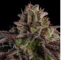 Semillas del Huaso | Growshop mayorista - Semillas por mayor